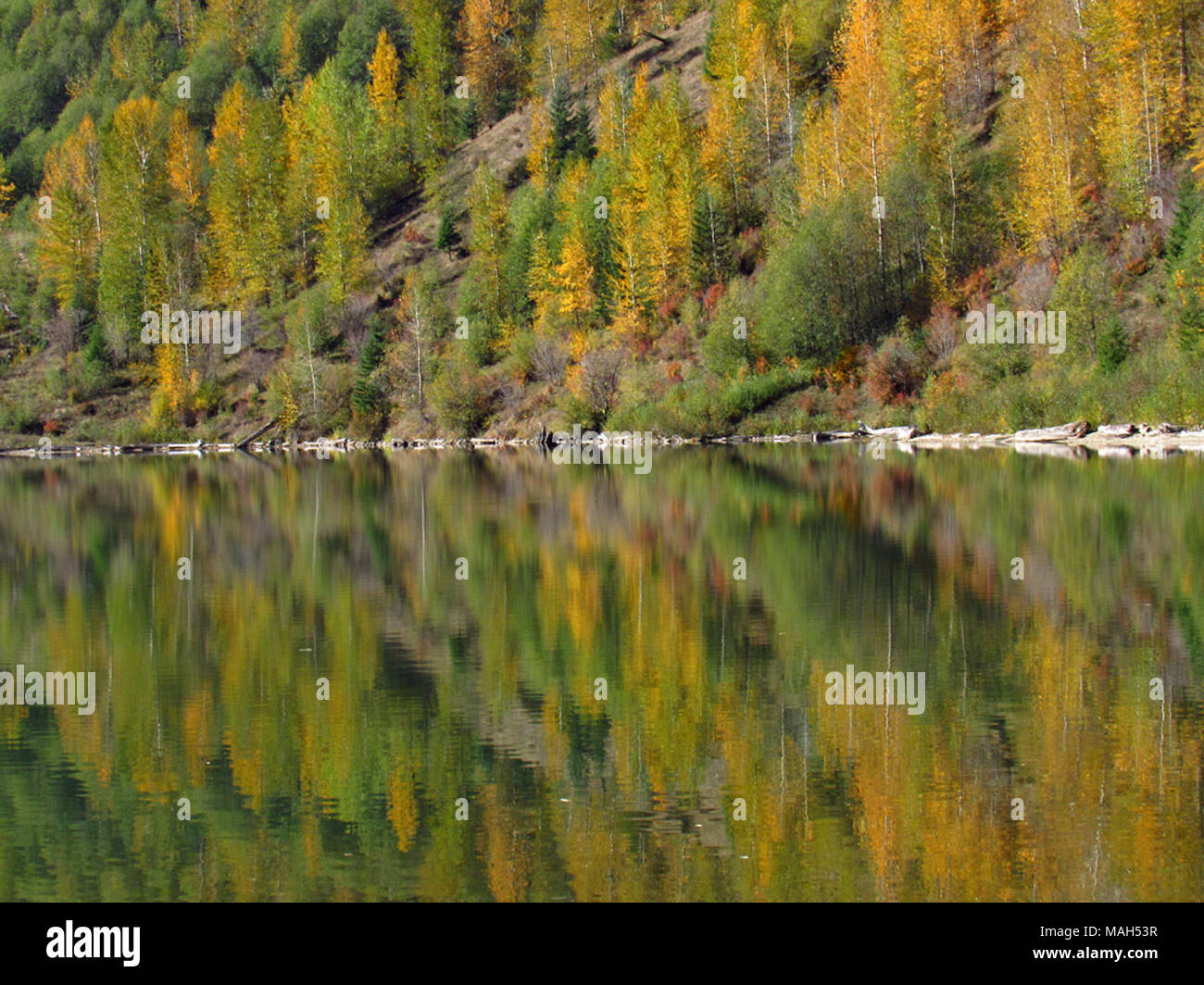 Coldwater Lake Loop Trail in WA Stock Photo - Alamy