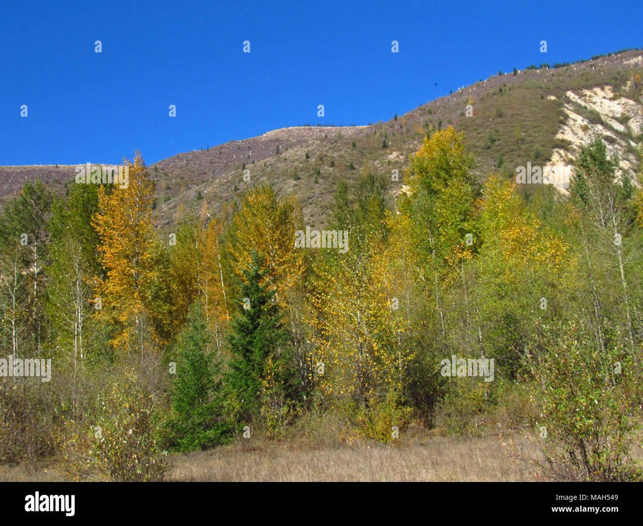 Coldwater Lake Loop Trail in WA Stock Photo - Alamy