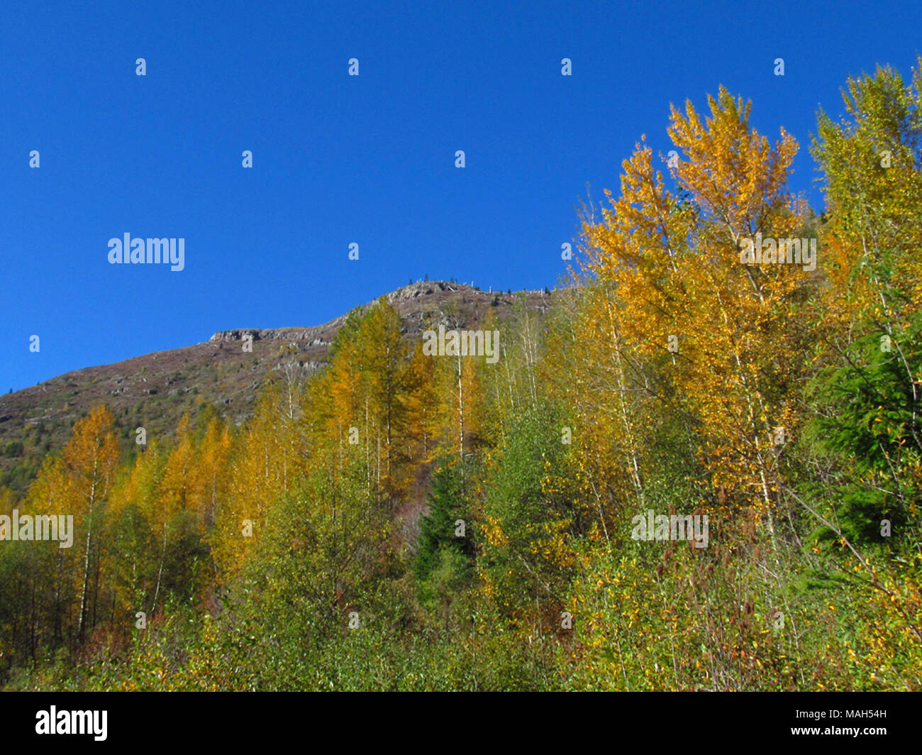 Coldwater Lake Loop Trail in WA Stock Photo - Alamy