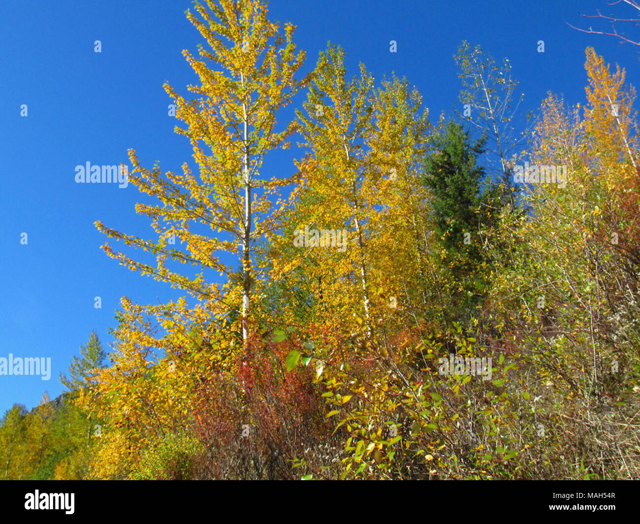 Coldwater Lake Loop Trail in WA Stock Photo - Alamy