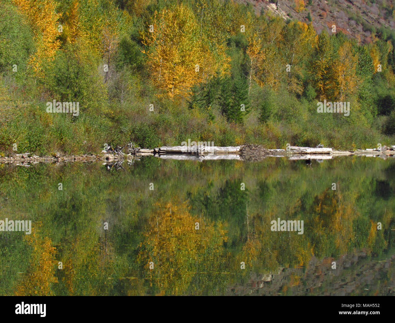 Coldwater Lake Loop Trail in WA Stock Photo - Alamy
