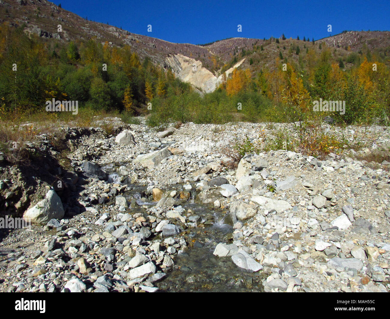 Coldwater Lake Loop Trail in WA Stock Photo - Alamy