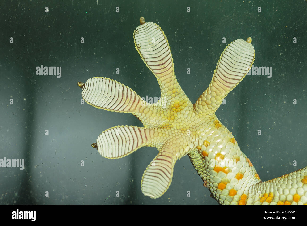 Fingers of Gecko on glass Stock Photo - Alamy