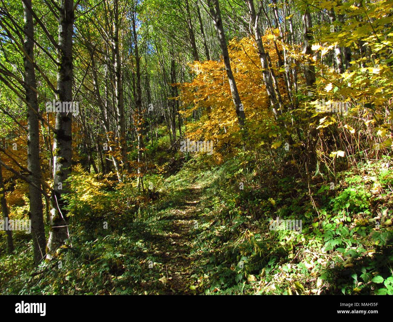 Coldwater Lake Loop Trail in WA Stock Photo - Alamy