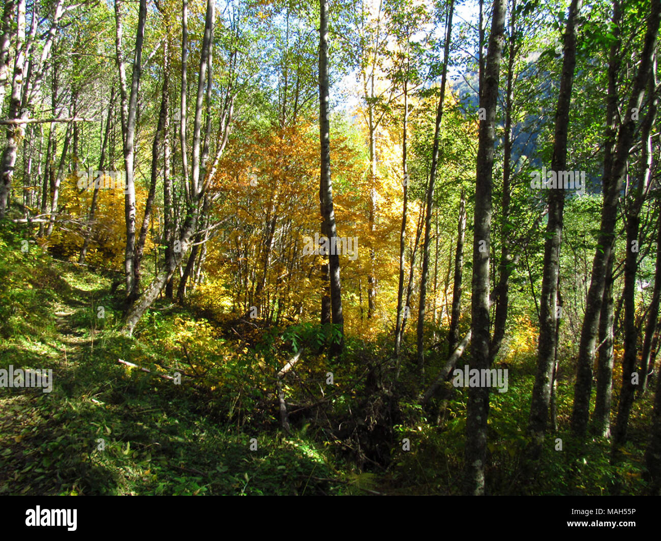 Coldwater Lake Loop Trail in WA Stock Photo - Alamy
