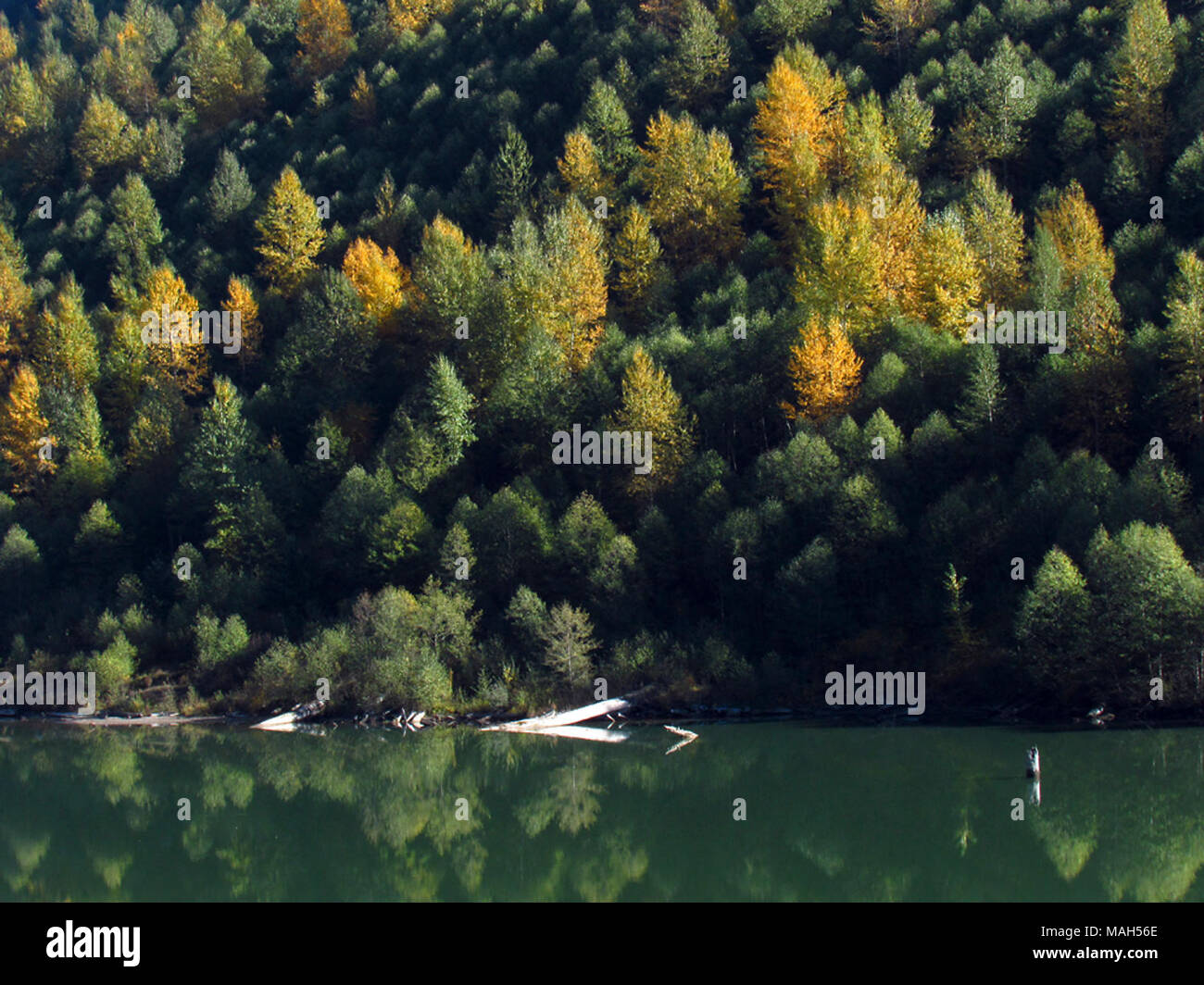 Coldwater Lake Loop Trail in WA Stock Photo - Alamy