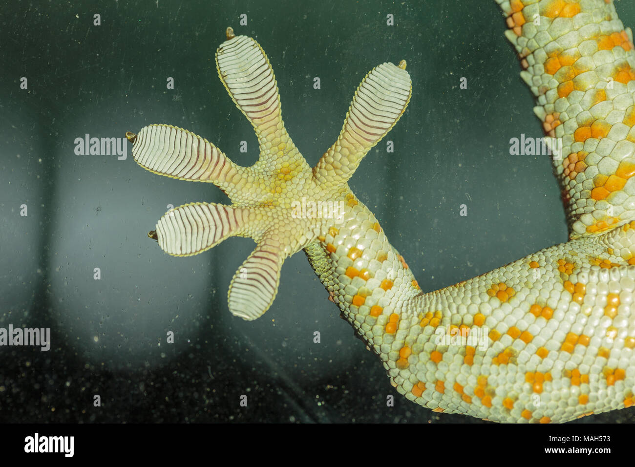 Fingers of Gecko on glass Stock Photo - Alamy