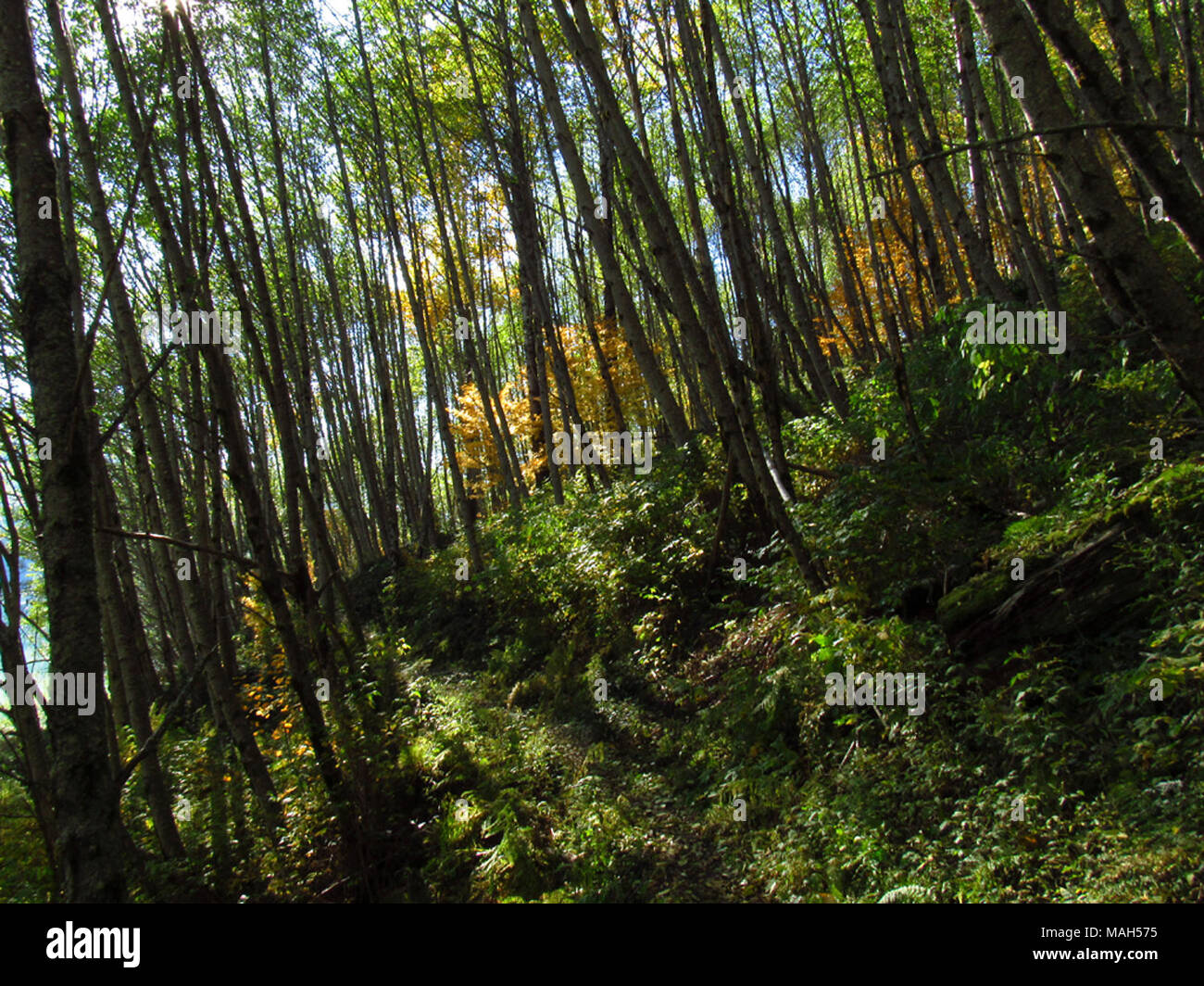 Coldwater Lake Loop Trail in WA Stock Photo - Alamy