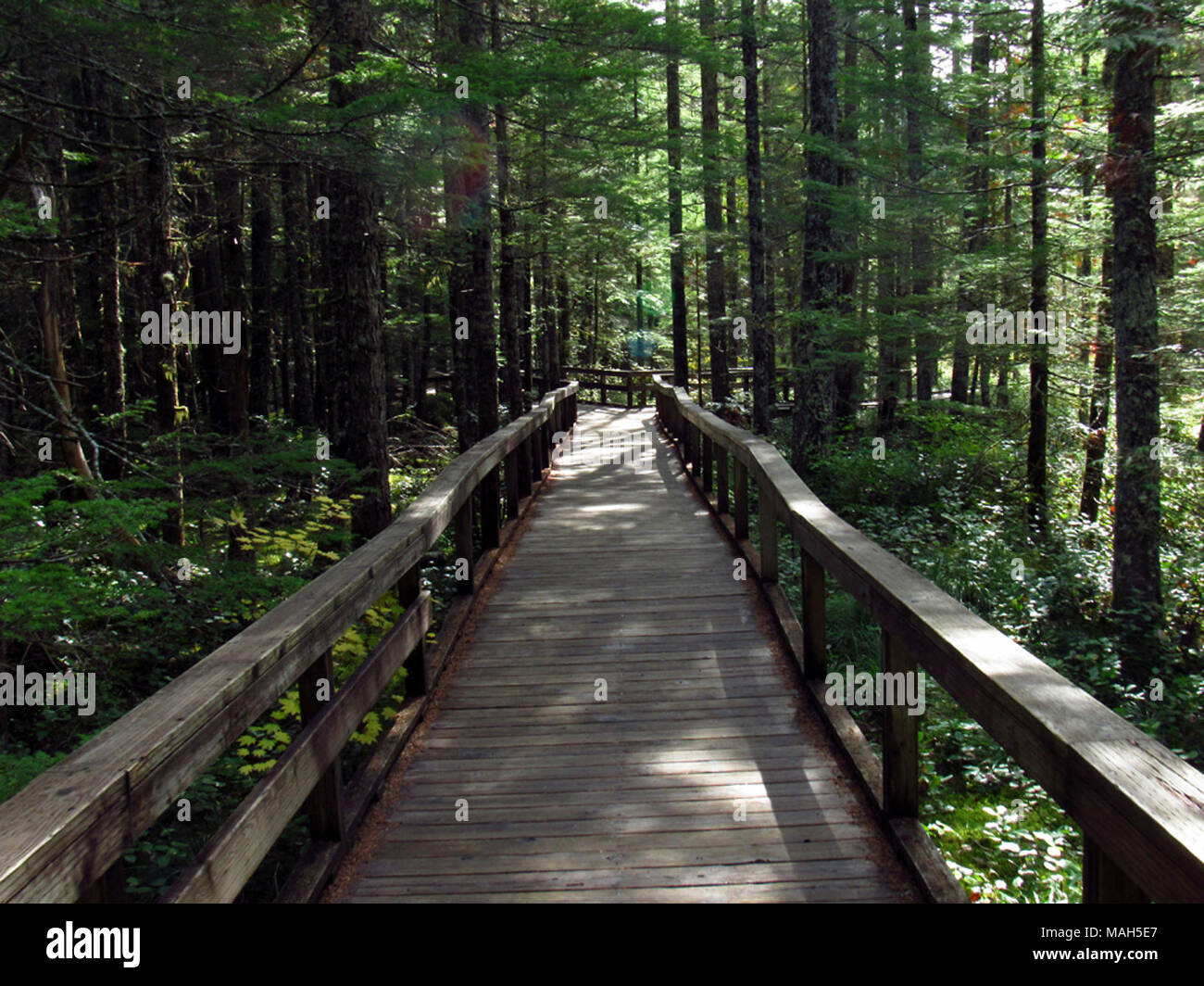 Trail of Two Forests in WA Stock Photo - Alamy