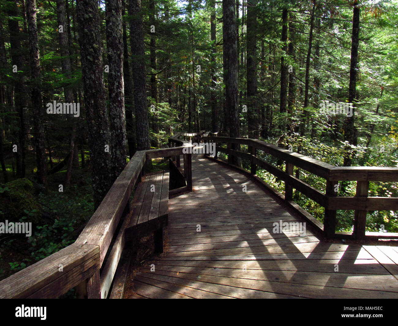 Trail of Two Forests in WA Stock Photo - Alamy
