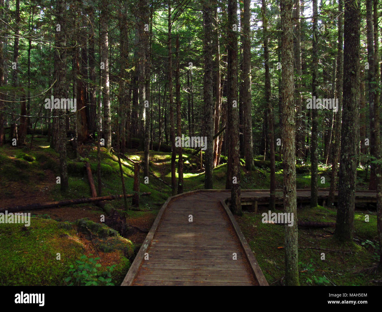 Trail of Two Forests in WA Stock Photo - Alamy