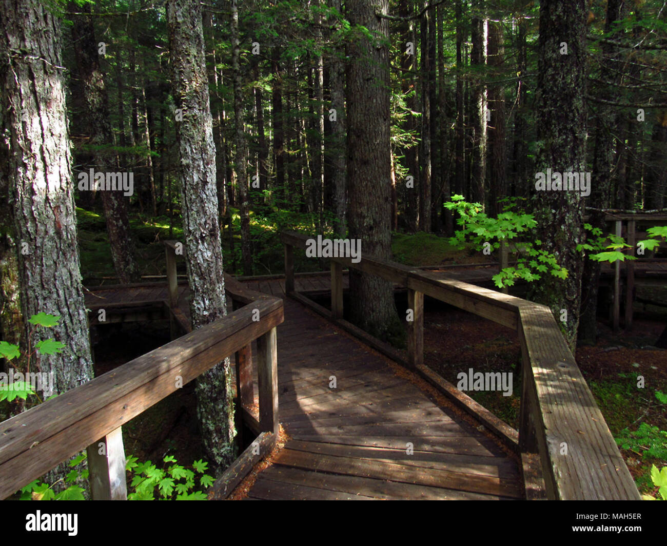 Trail of Two Forests in WA Stock Photo - Alamy