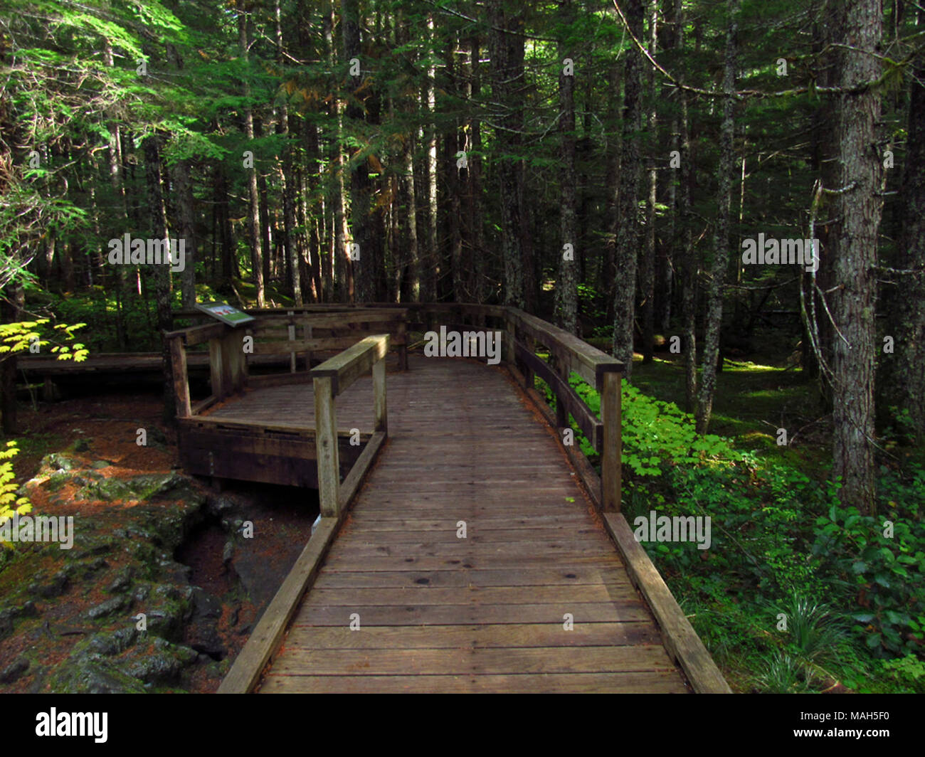 Trail of Two Forests in WA Stock Photo - Alamy