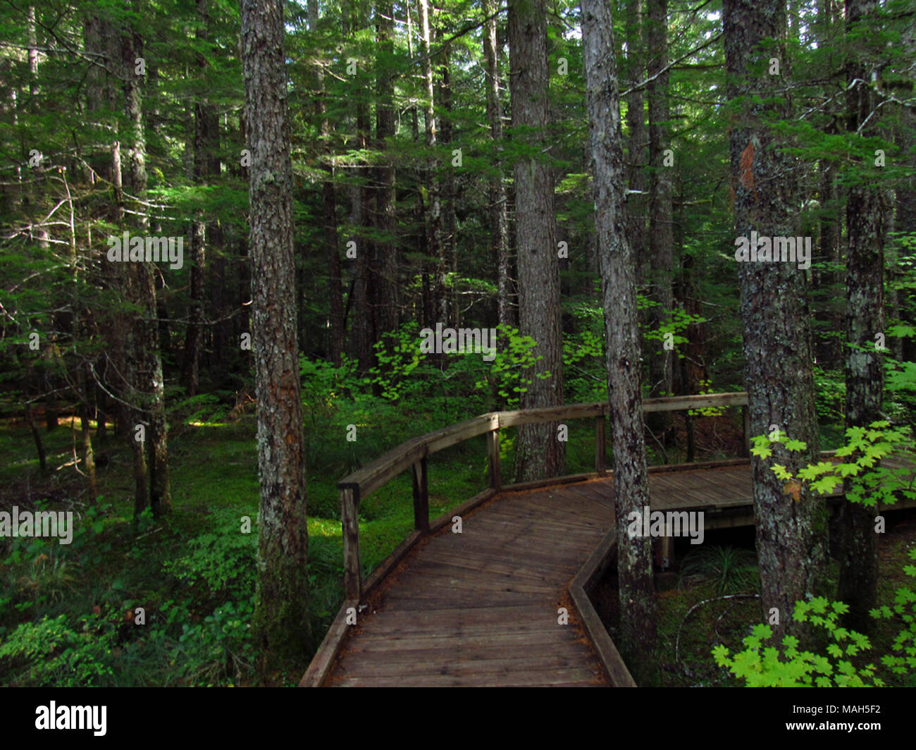 Trail of Two Forests in WA Stock Photo - Alamy