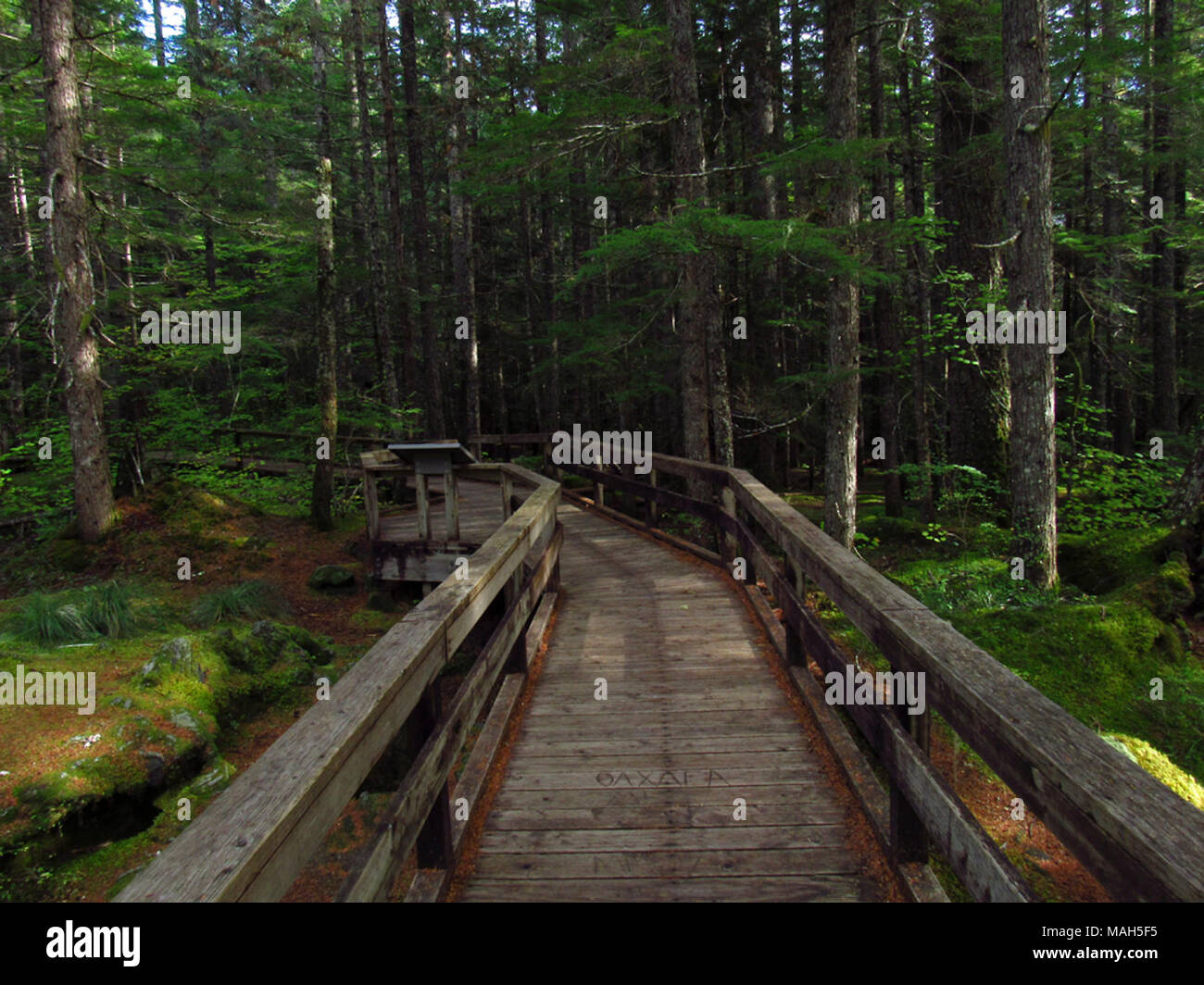 Trail of Two Forests in WA Stock Photo - Alamy