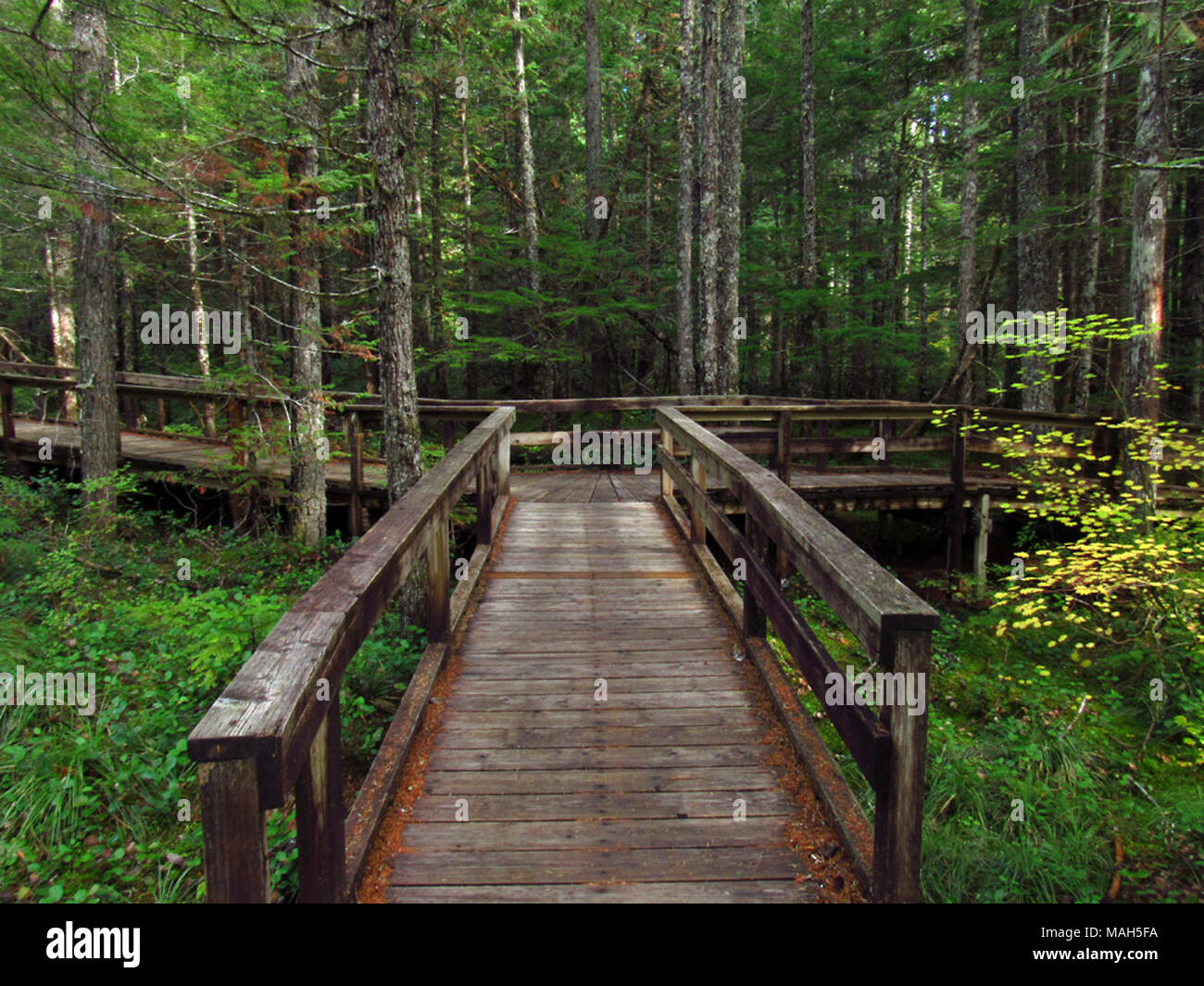 Trail of Two Forests in WA Stock Photo - Alamy