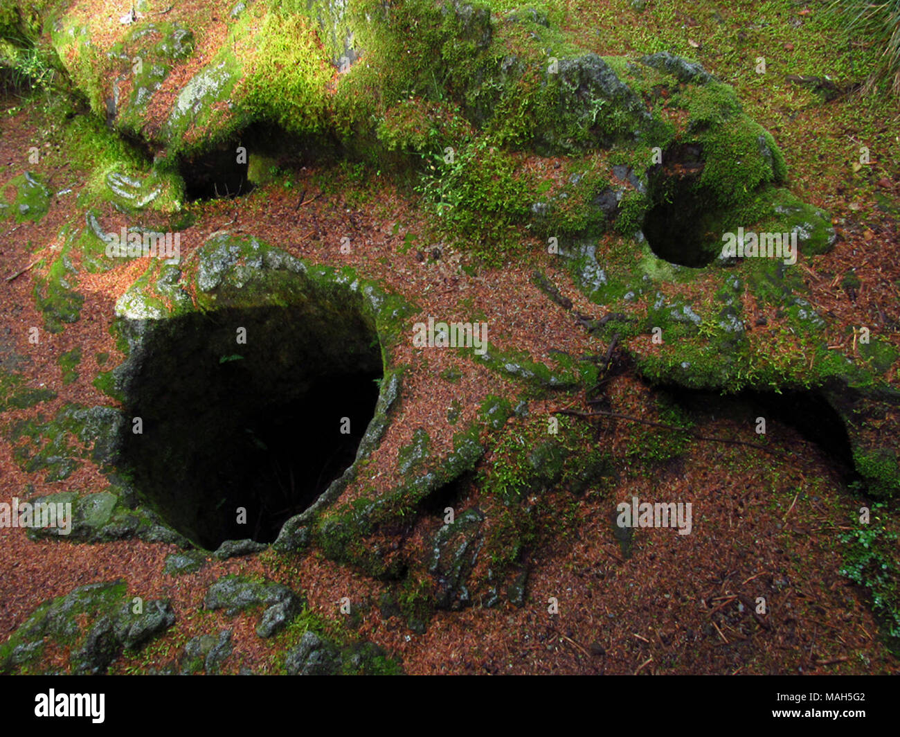Lava Cast at Trail of Two Forests in WA Stock Photo - Alamy