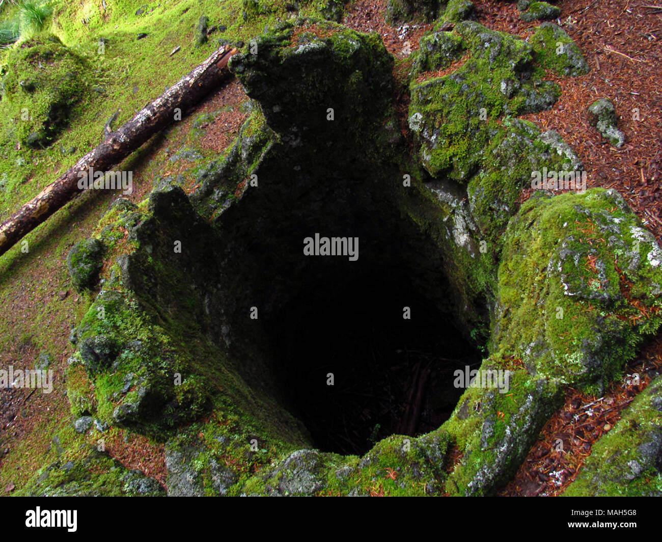 Lava Cast at Trail of Two Forests in WA Stock Photo - Alamy