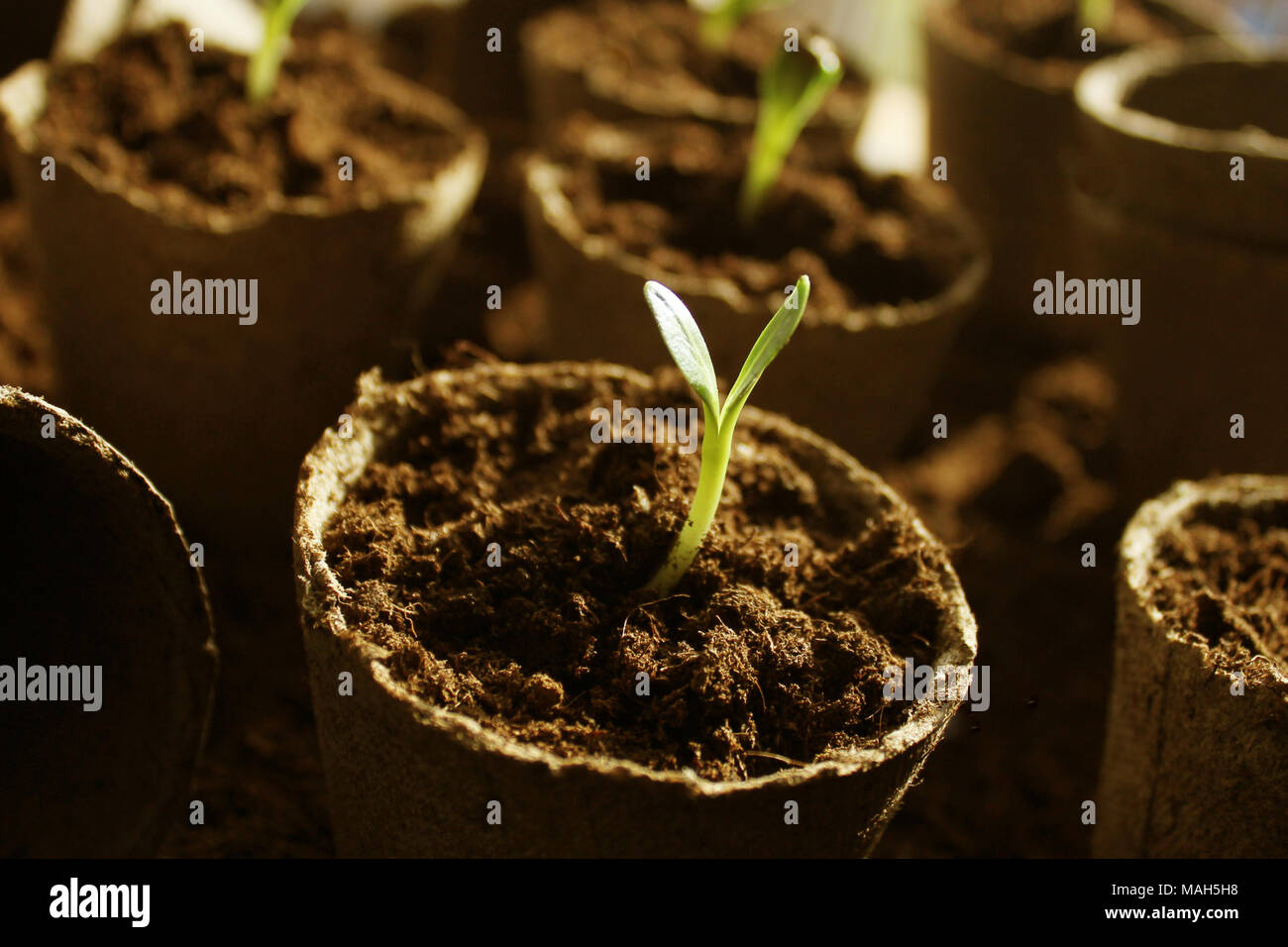 Young fresh seedling growing in pots Stock Photo - Alamy