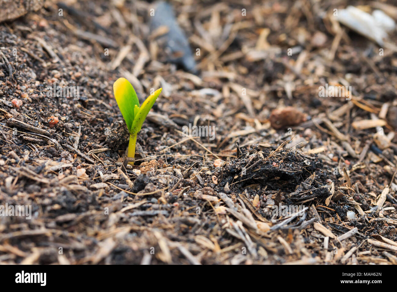 close up seed , small tree Stock Photo - Alamy