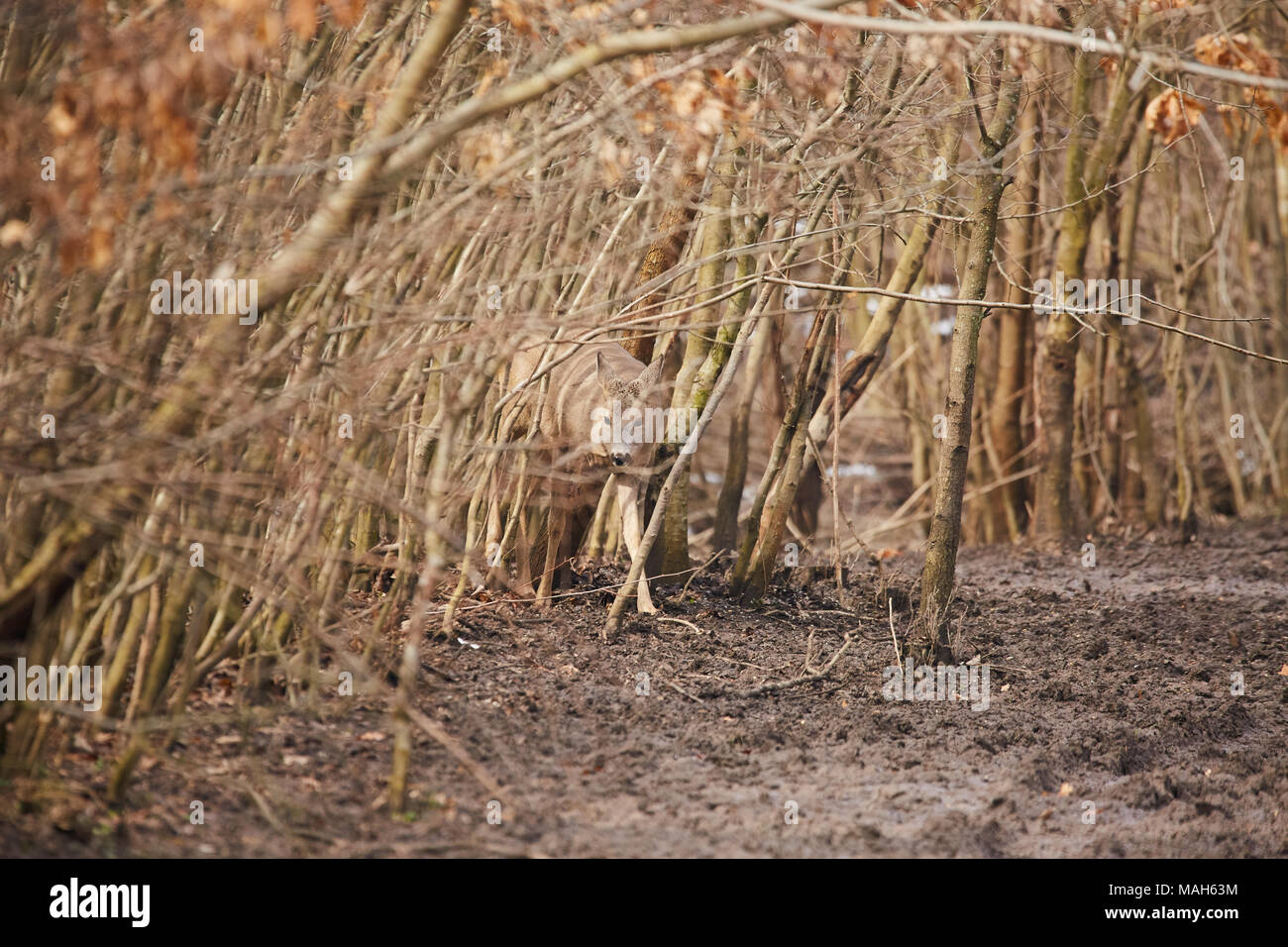 Roe buck and deer camouflaged in the forest Stock Photo - Alamy