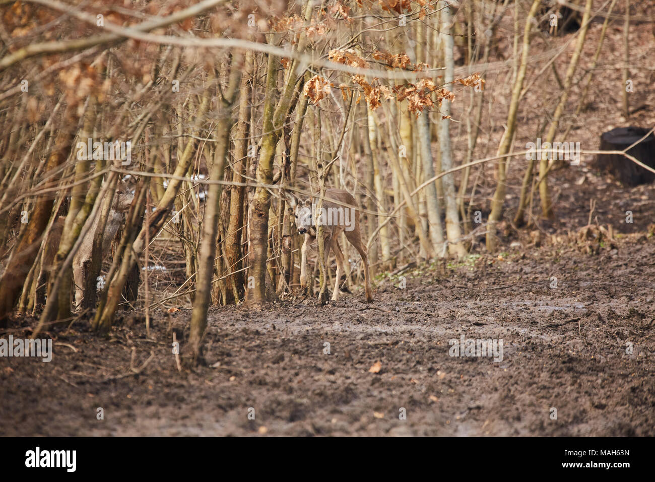 Roe buck and deer camouflaged in the forest Stock Photo - Alamy