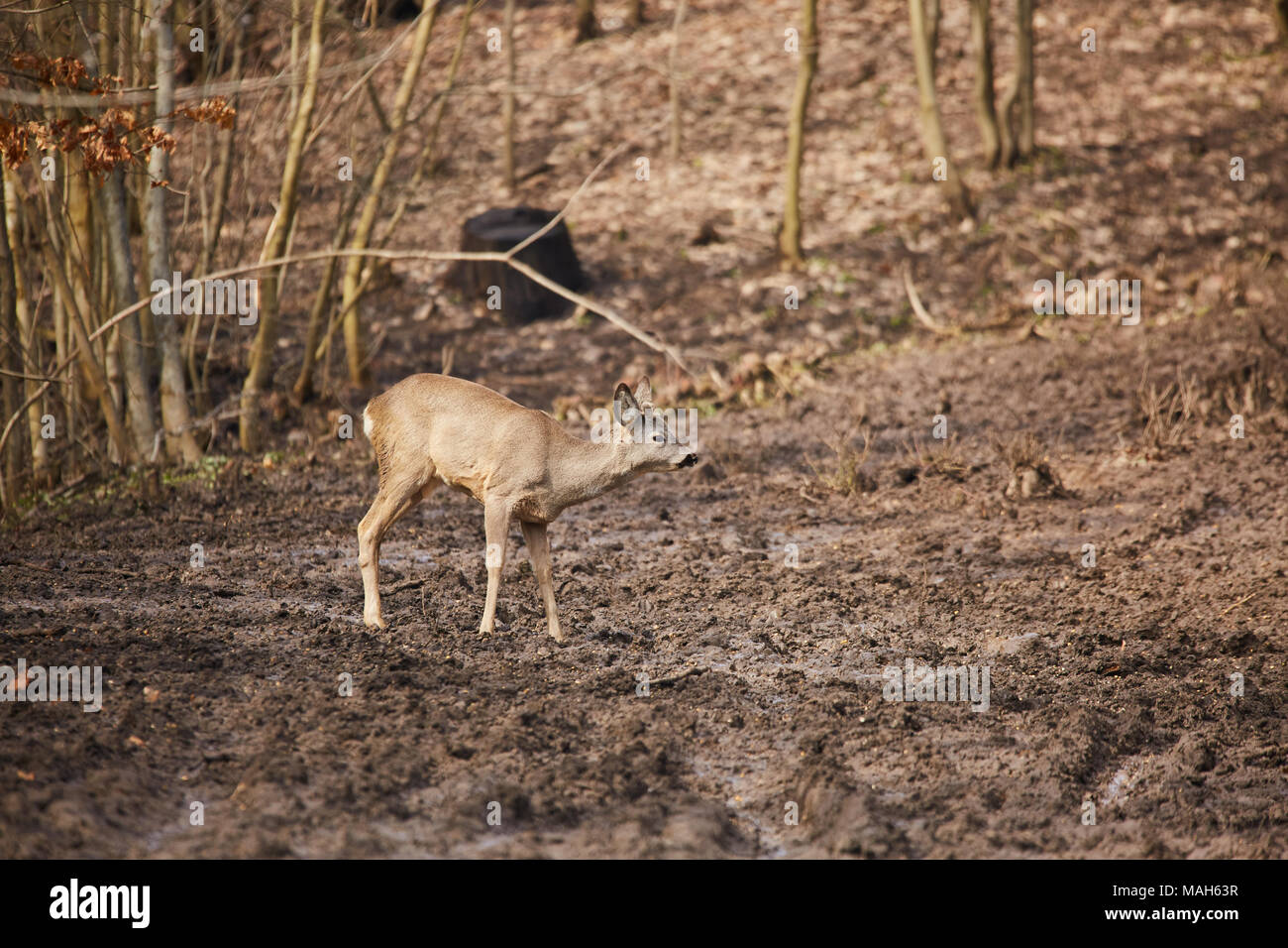Roe buck and deer camouflaged in the forest Stock Photo - Alamy