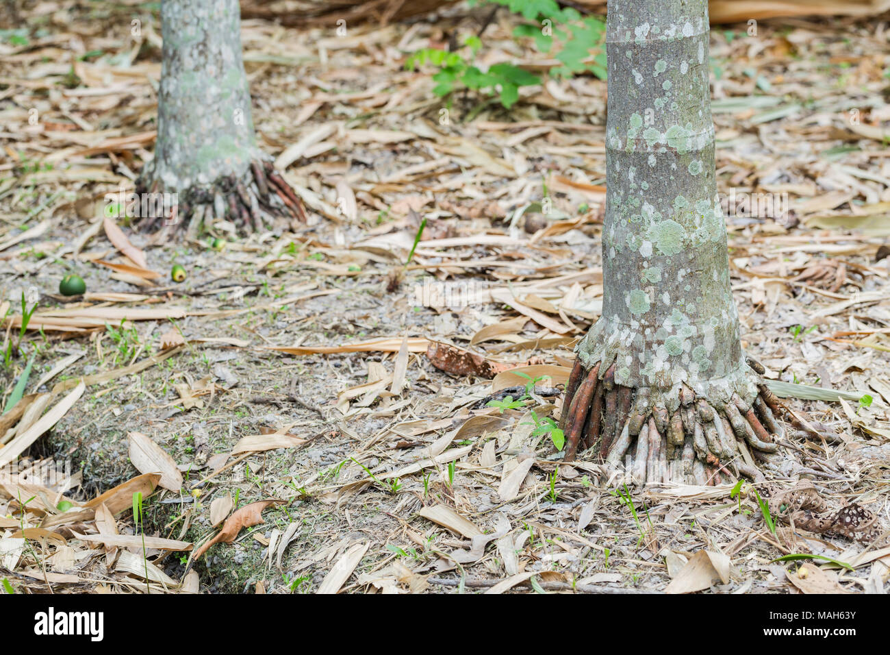 Stems and roots of betel palm Stock Photo - Alamy