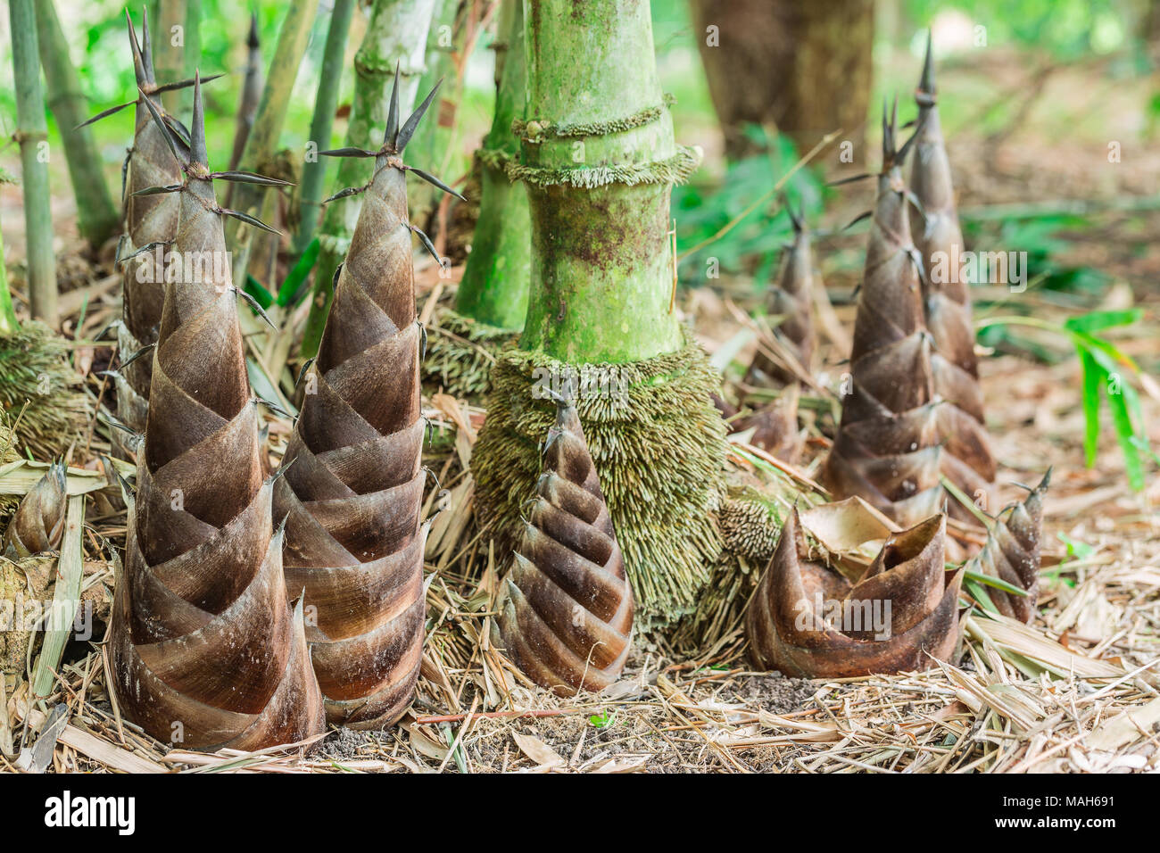 Bamboo Shoot High Resolution Stock Photography and Images - Alamy