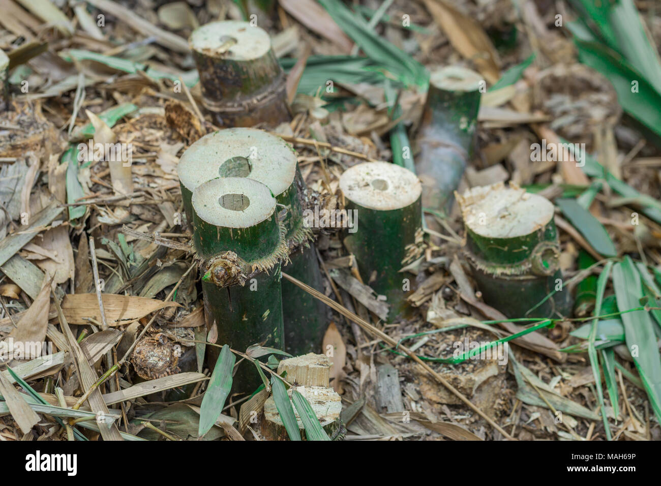 Bamboo forests in the tropics being destroyed by humans Stock Photo - Alamy