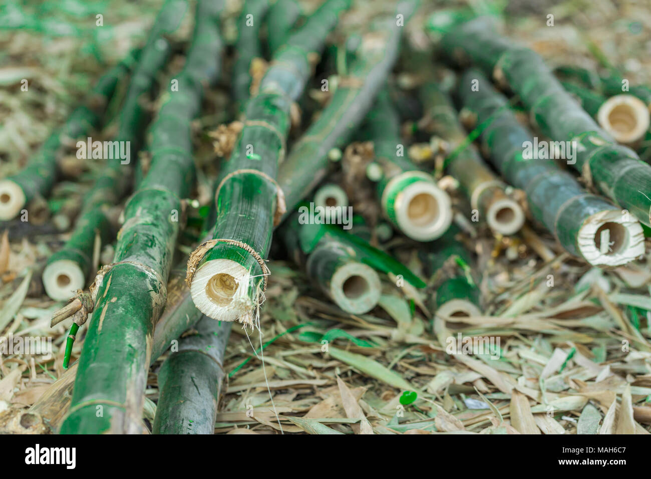 Cutting bamboo forest hi-res stock photography and images - Alamy