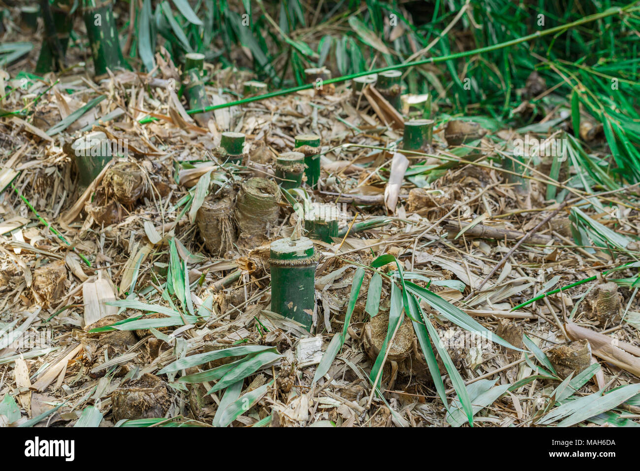 Bamboo forests in the tropics being destroyed by humans Stock Photo - Alamy