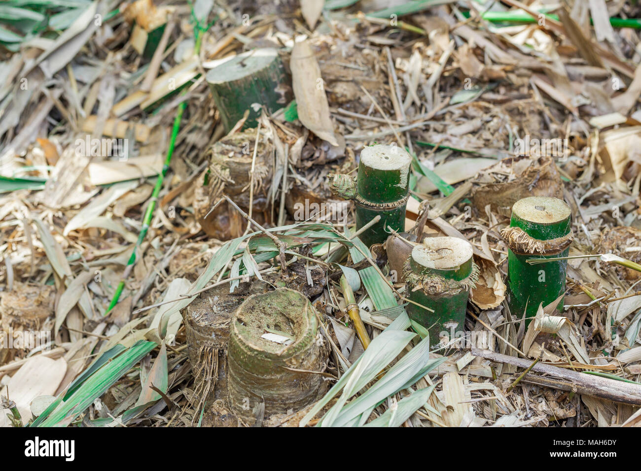 Bamboo forests hi-res stock photography and images - Alamy