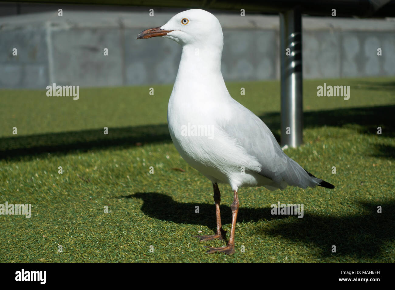 Fake birds hi-res stock photography and images - Alamy