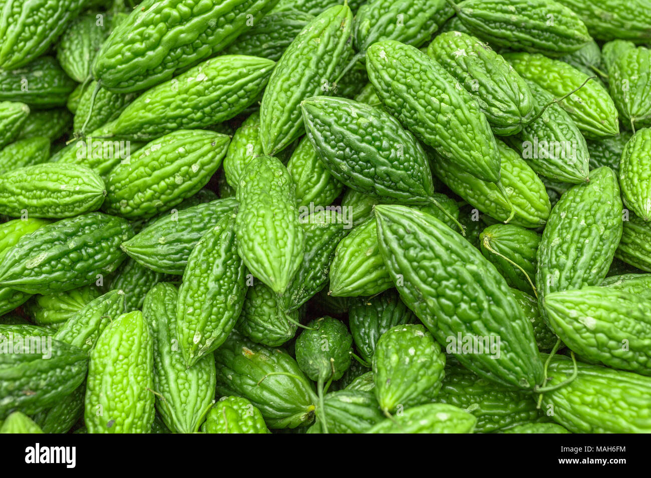 Fresh bitter gourd hi-res stock photography and images - Alamy
