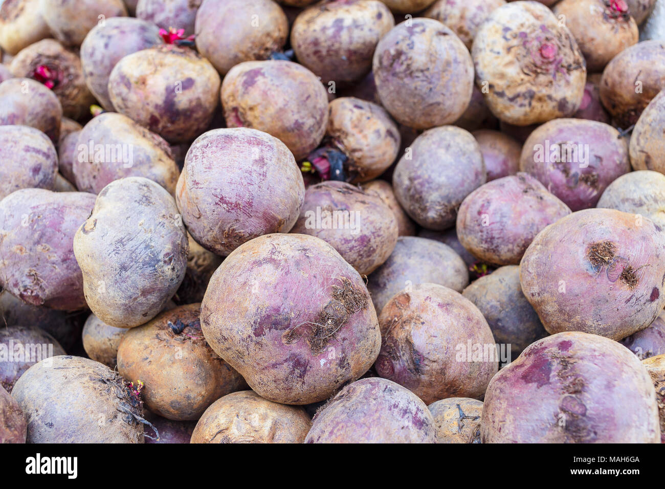 Old turnips hi-res stock photography and images - Alamy