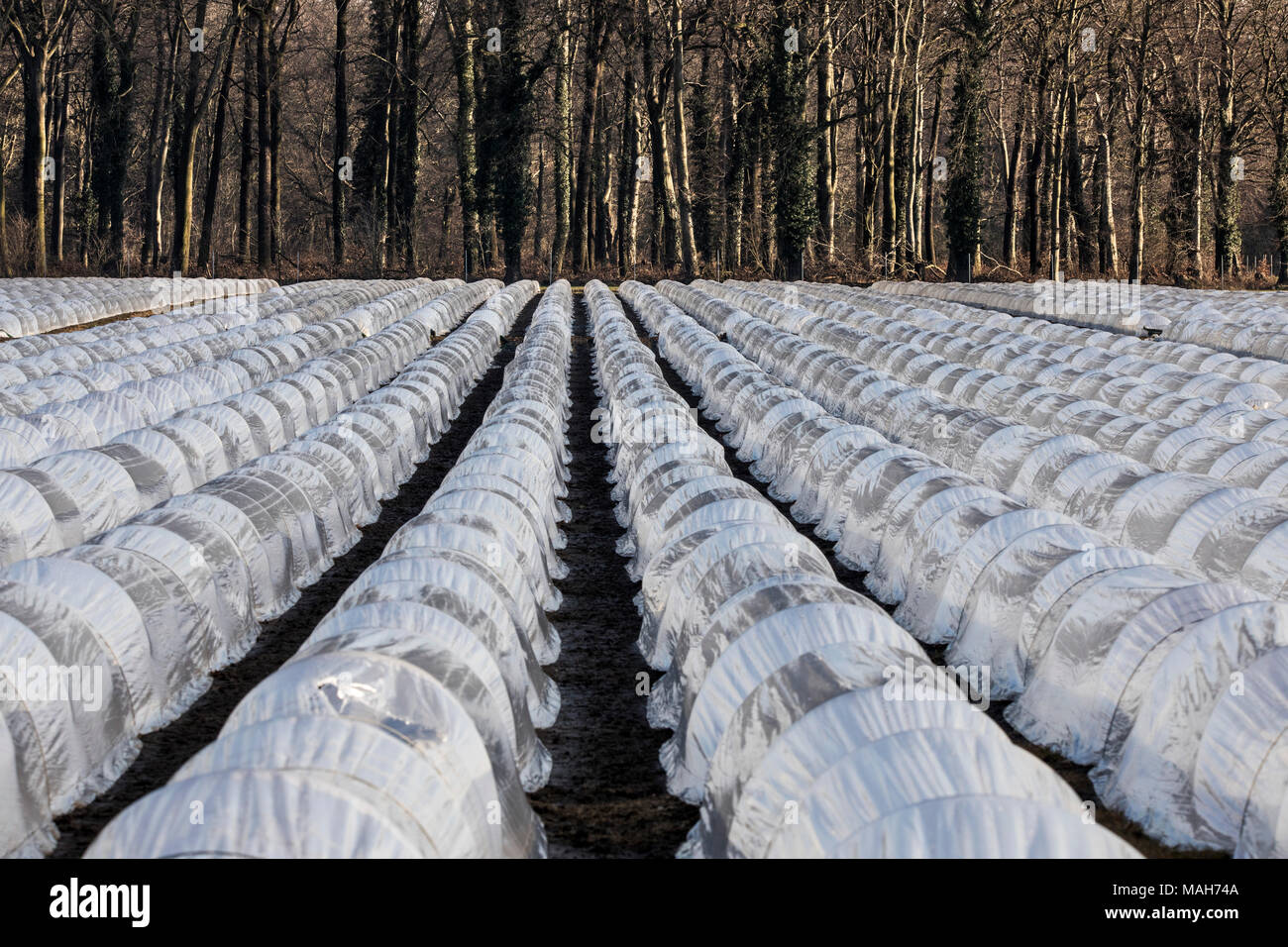 Agriculture, farming, Greenhouses, mobile, made of plastic, plastic ...
