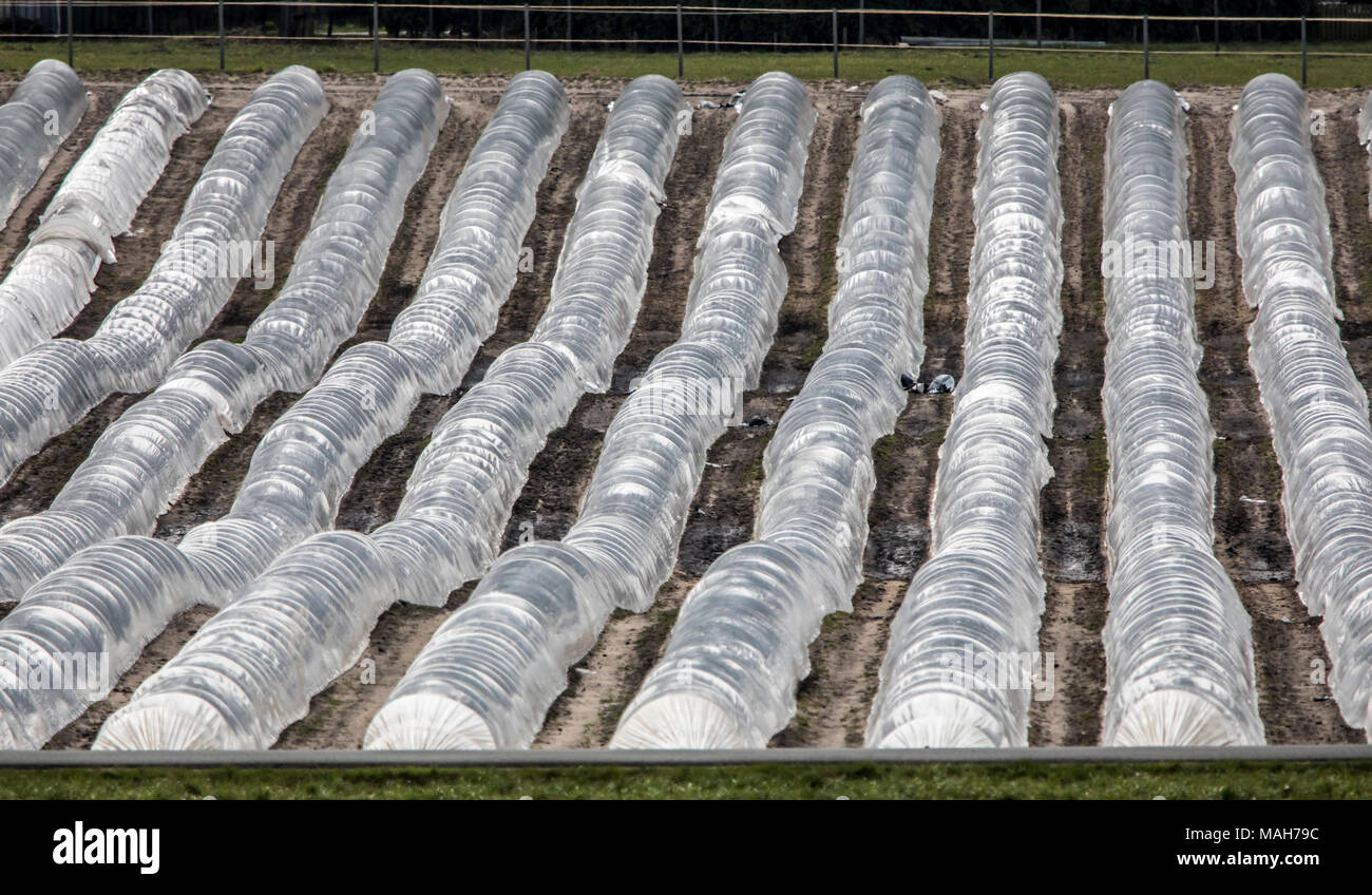 Agriculture, farming, Greenhouses, mobile, made of plastic, plastic ...