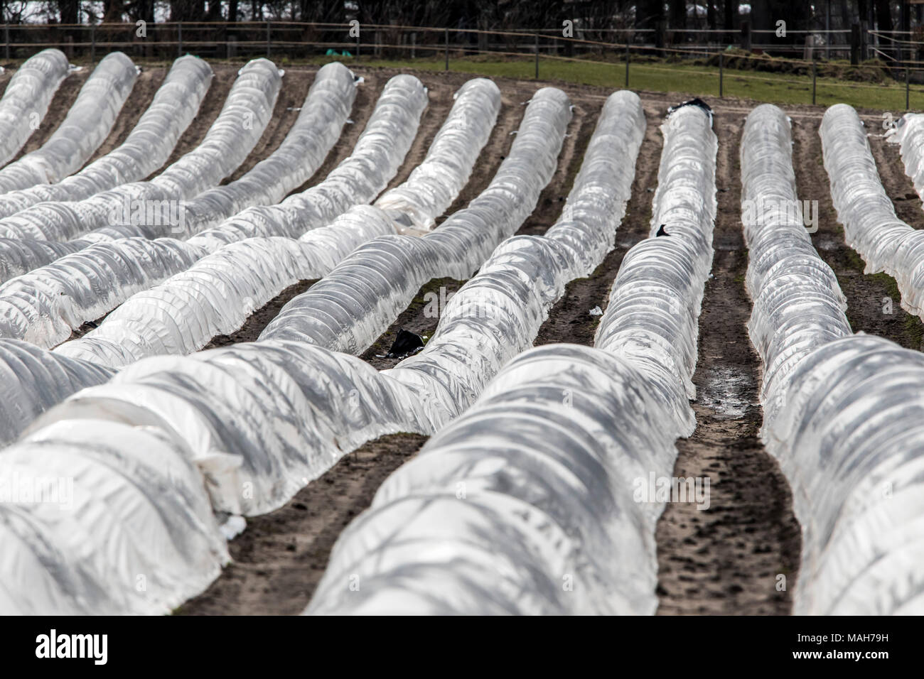 Agriculture, farming, Greenhouses, mobile, made of plastic, plastic ...