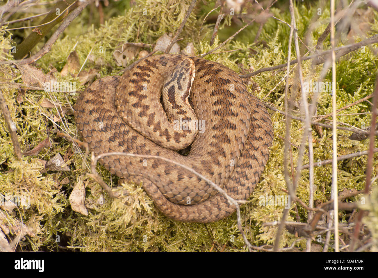 Female adder hi-res stock photography and images - Alamy
