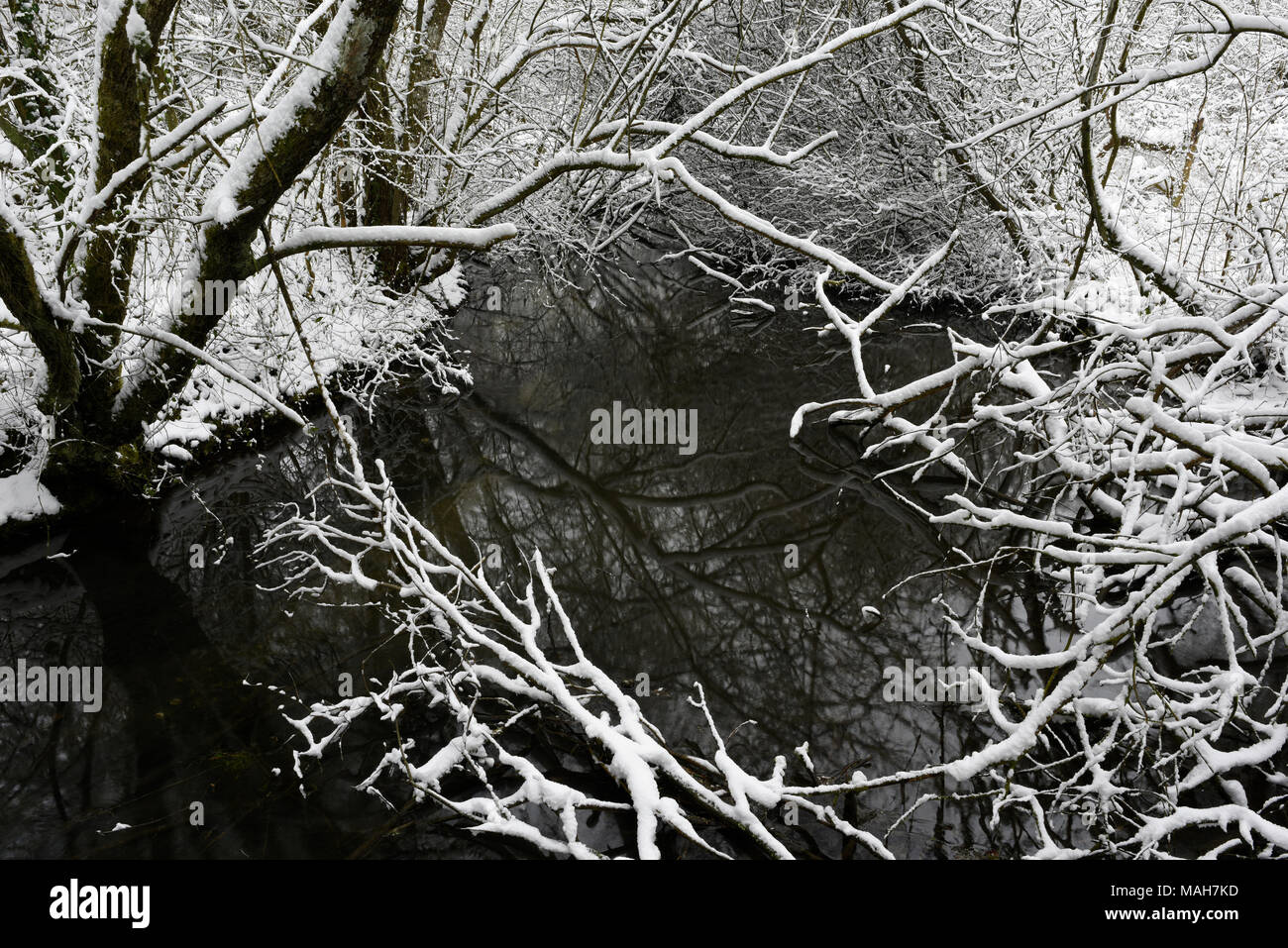 Snow covered branches at Anton Lakes Nature Reserve in Andover ...