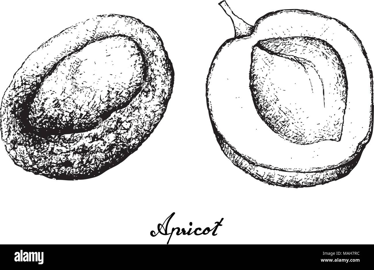 Exotic Fruits, Illustration of Hand Drawn Sketch Apricot Fruits ...