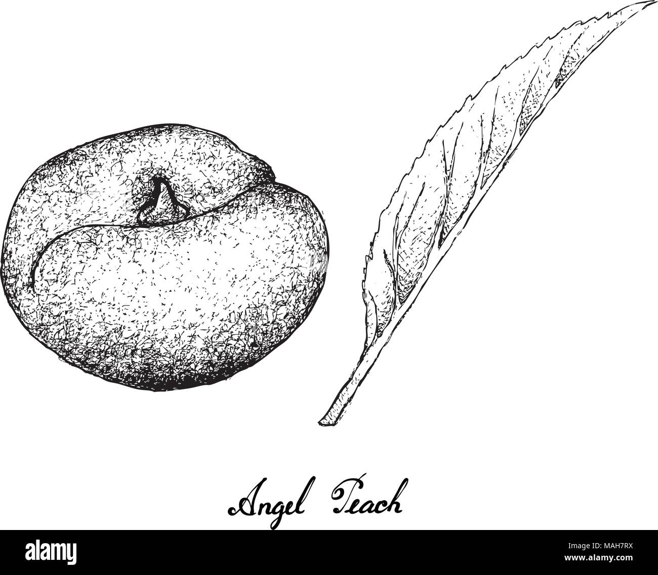 Exotic Fruit, Illustration Hand Drawn Sketch of Ripe Angel Peach ...