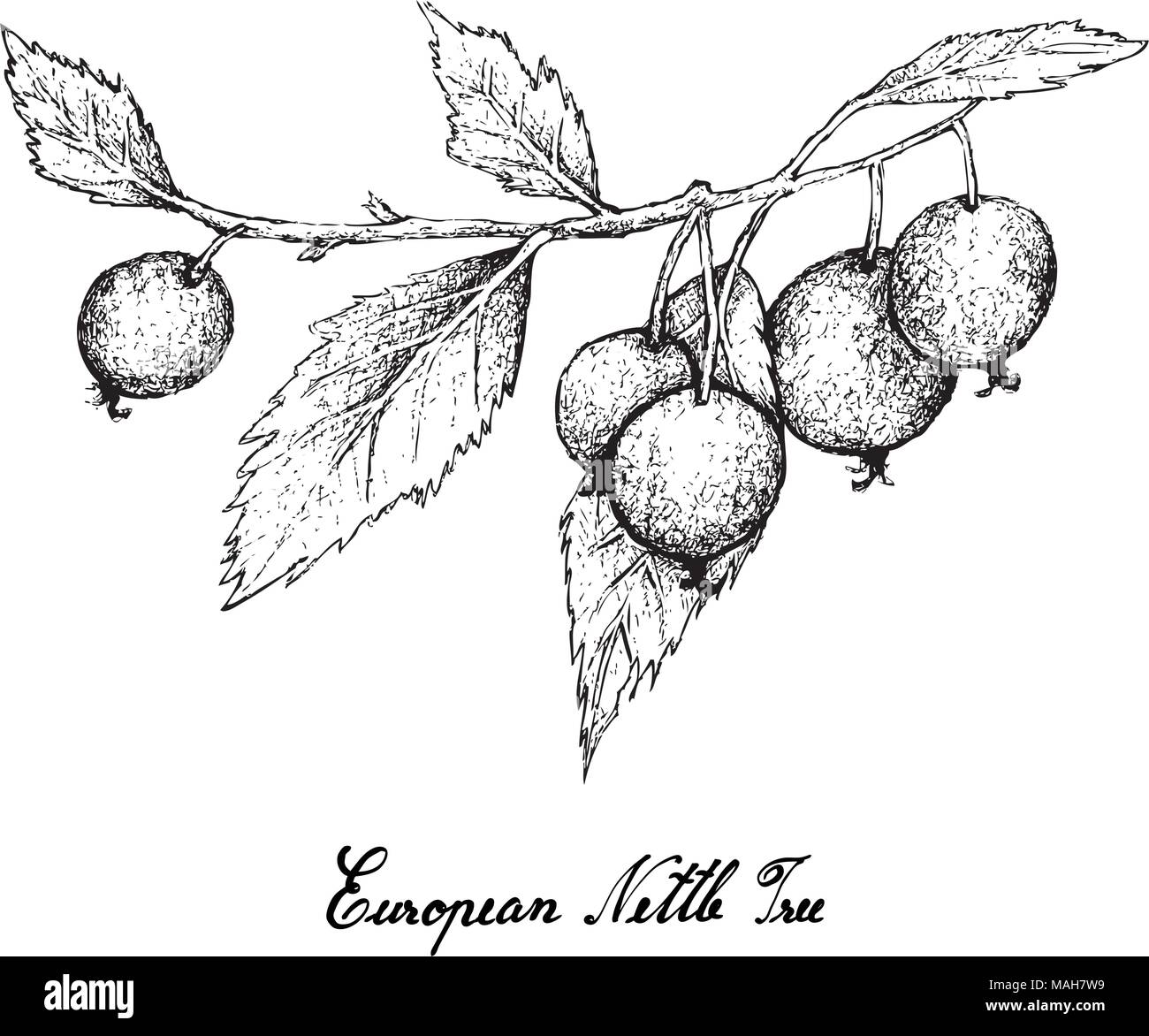 Jamaican berry Stock Vector Images - Alamy