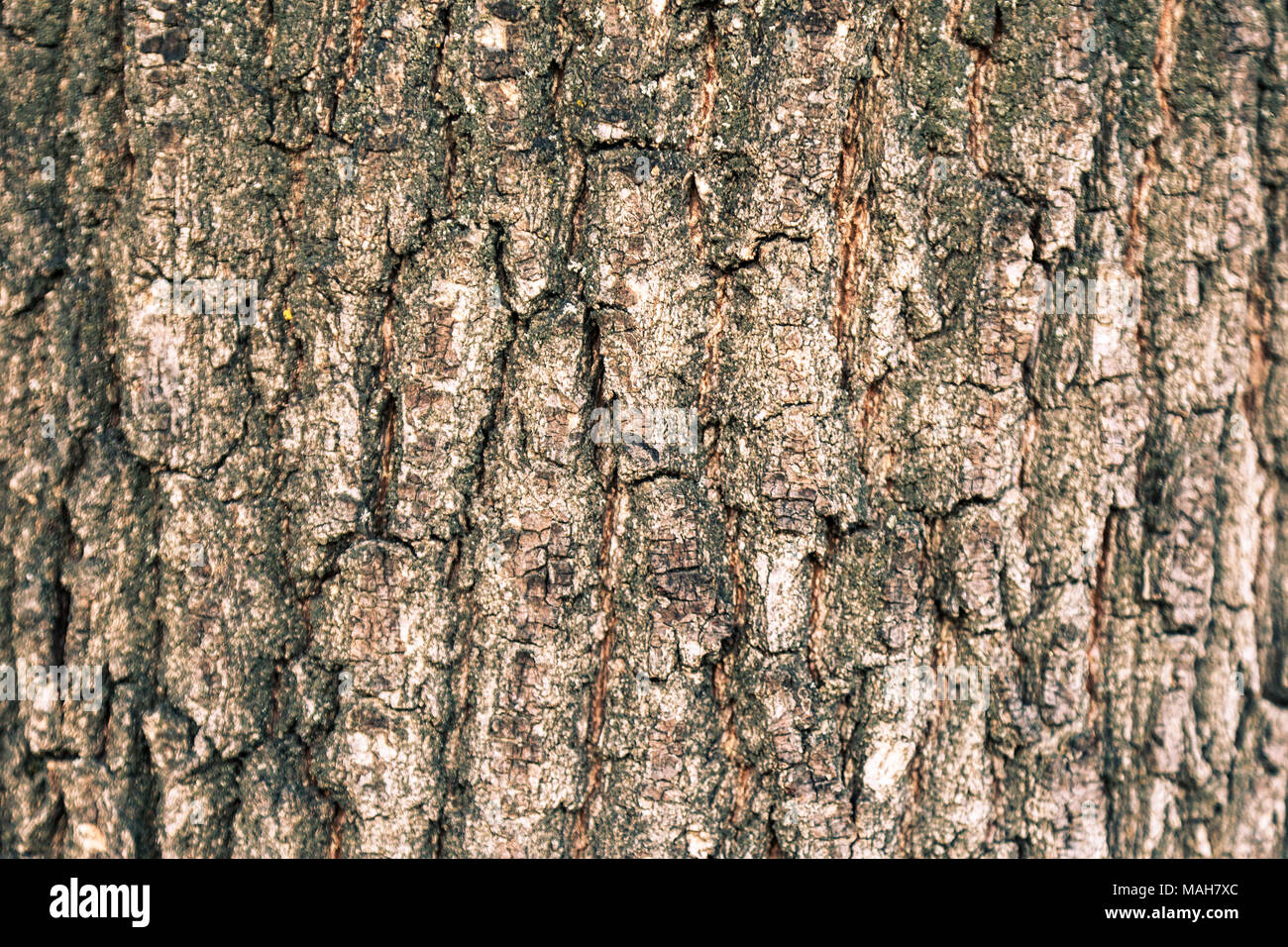 Detail of oak tree bark Texture of the bark of an oak tree Stock Photo ...