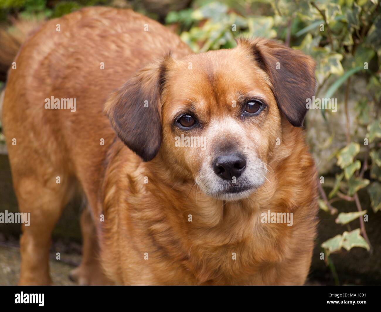 Small terrier hi-res stock photography and images - Alamy