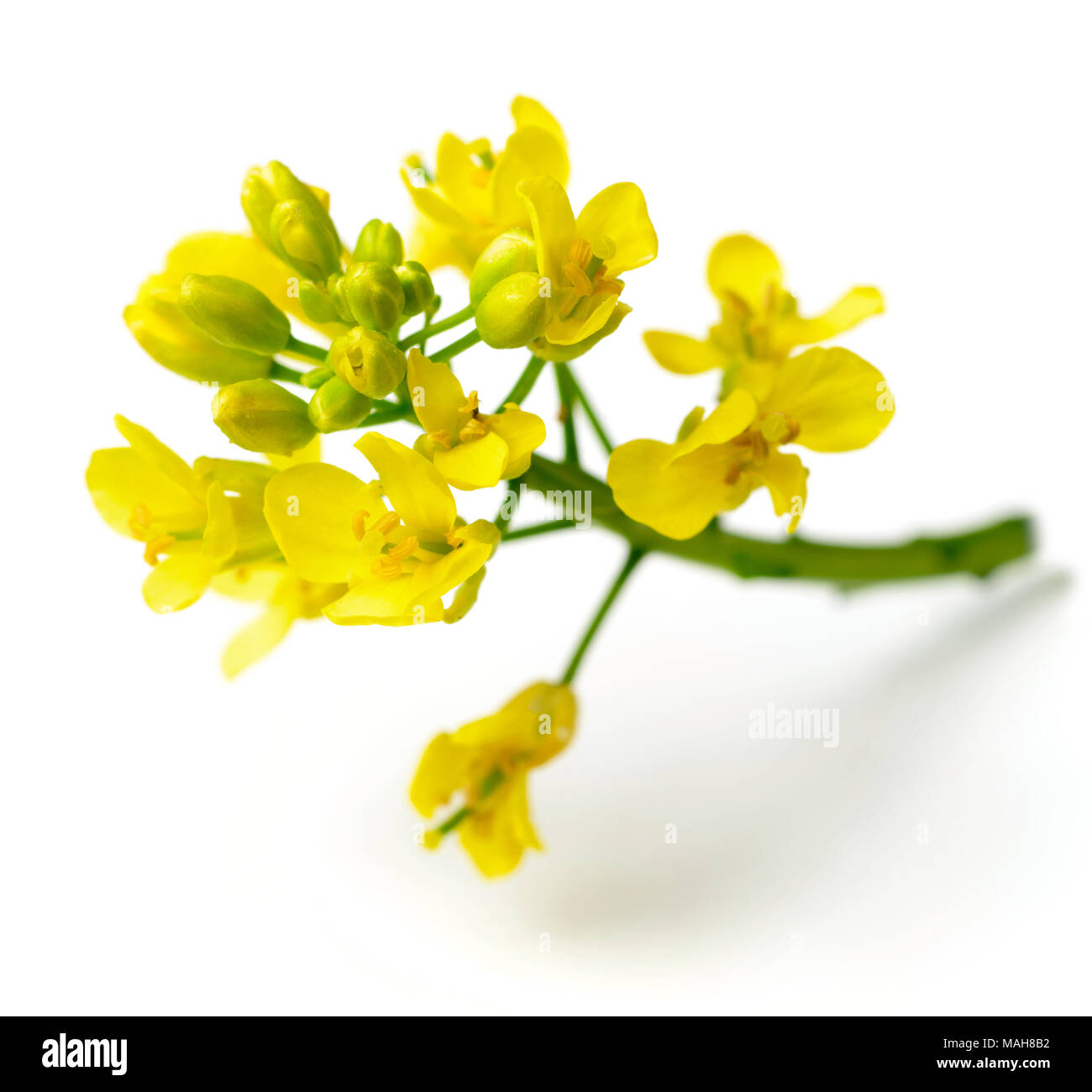 fresh canola flowers isolated on white background Stock Photo - Alamy