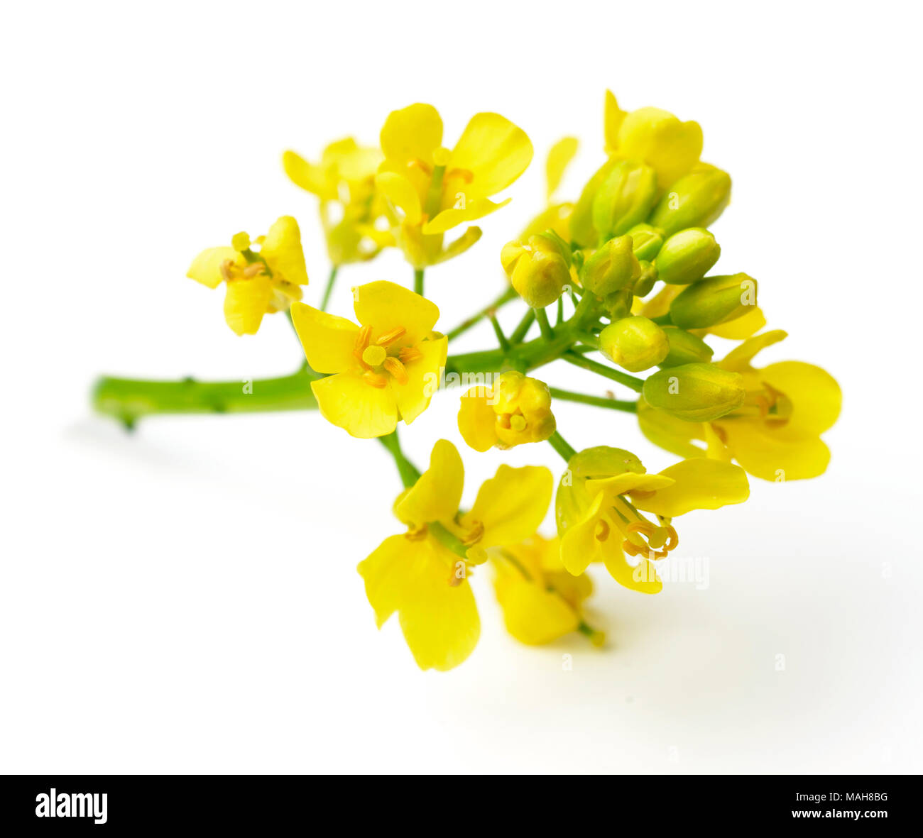 fresh canola flowers isolated on white background Stock Photo - Alamy