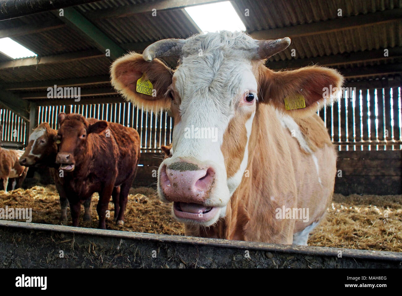 Bullock cow cattle beef hi-res stock photography and images - Alamy