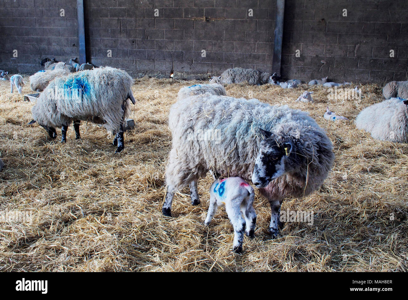Lambing time on a Norfolk farm, Easter 2017. Ewes with new born and ...